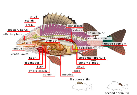 ANIMAL KINGDOM FISHES BONY FISH ANATOMY OF A PERCH Image 