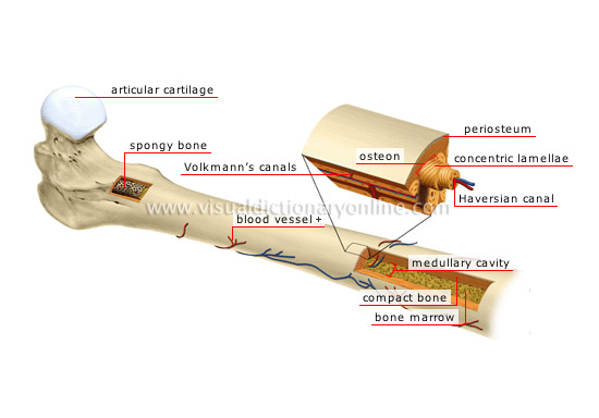 HUMAN BEING ANATOMY SKELETON STRUCTURE OF A LONG BONE Image HUMAN BEING ANATOMY SKELETON STRUCTURE OF A LONG BONE Image