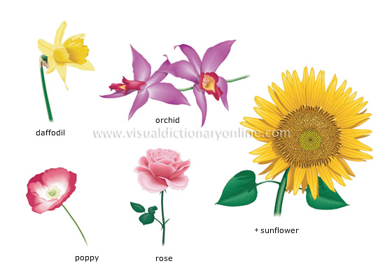 PLANTS GARDENING PLANTS FLOWER EXAMPLES OF FLOWERS 2 Image 