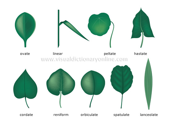 PLANTS GARDENING PLANTS LEAF SIMPLE LEAVES Image Visual 