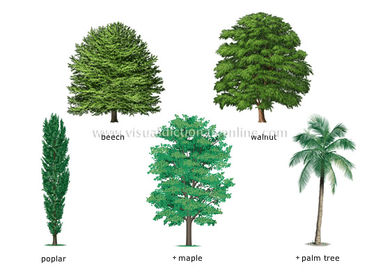 PLANTS GARDENING PLANTS TREE EXAMPLES OF BROADLEAVED TREES PLANTS GARDENING PLANTS TREE EXAMPLES OF BROADLEAVED TREES